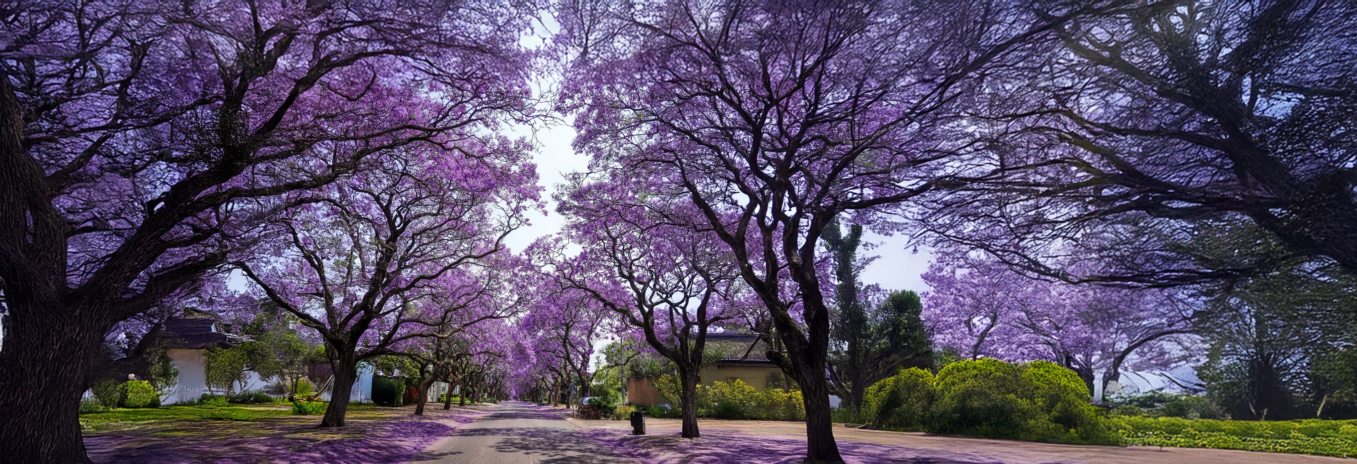 ¿Conoces los beneficios del Gualanday?